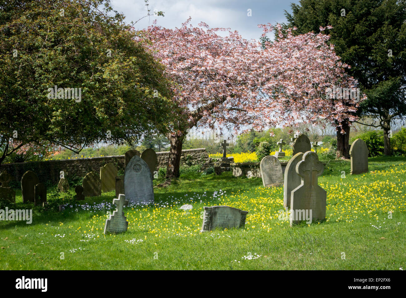Cherry blossom tree in graveyard hi-res stock photography and images ...