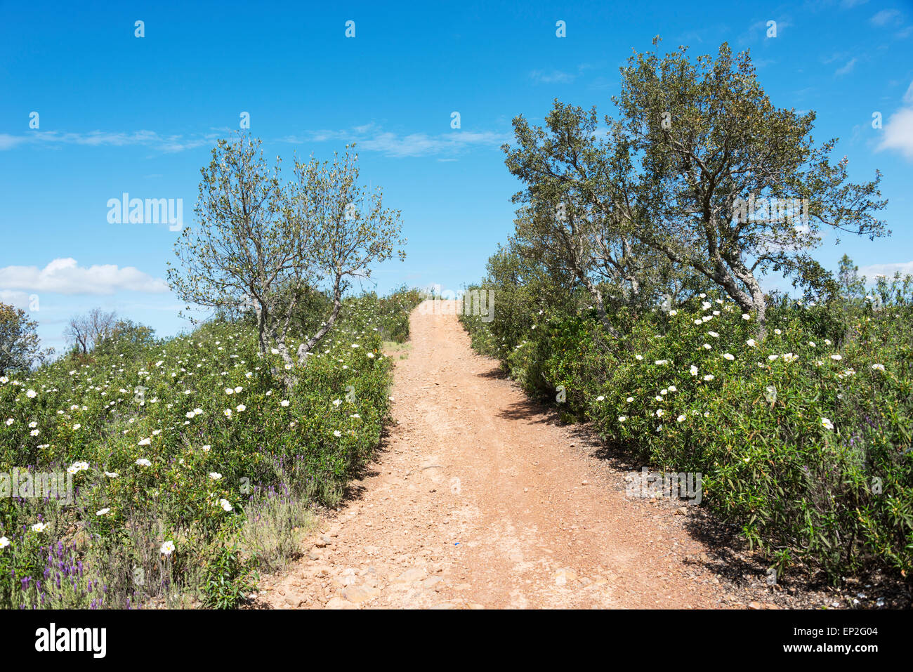 flowers on the hills in the portugal area algarve with green plants and ...