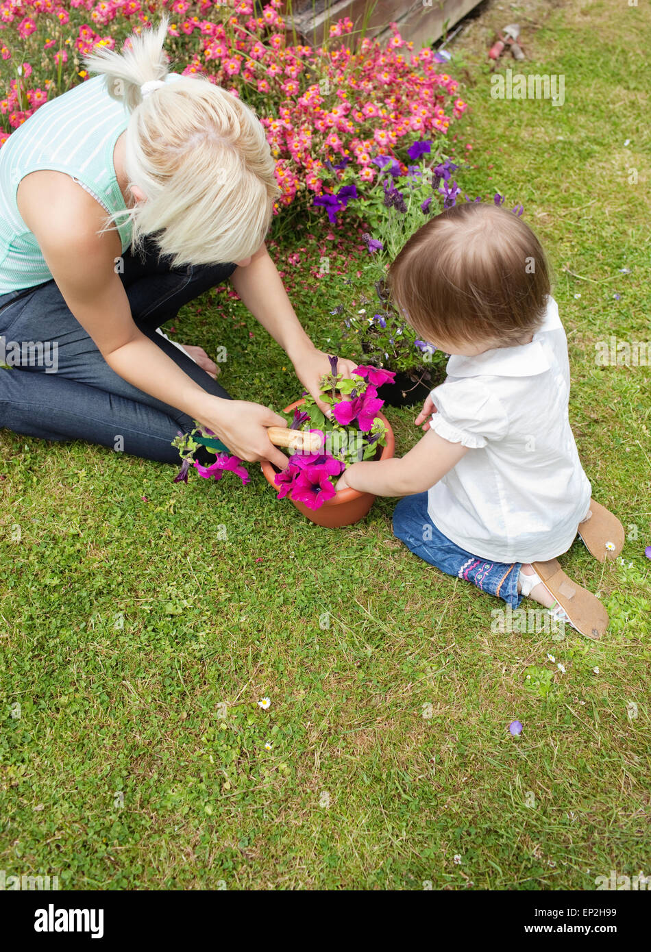 Family plant flowers in the garden Stock Photo - Alamy