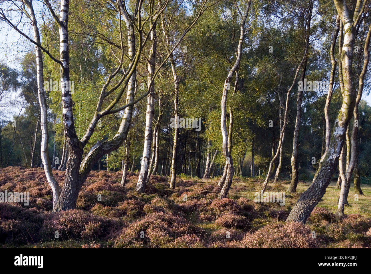 Silver shadow birch hi-res stock photography and images - Alamy