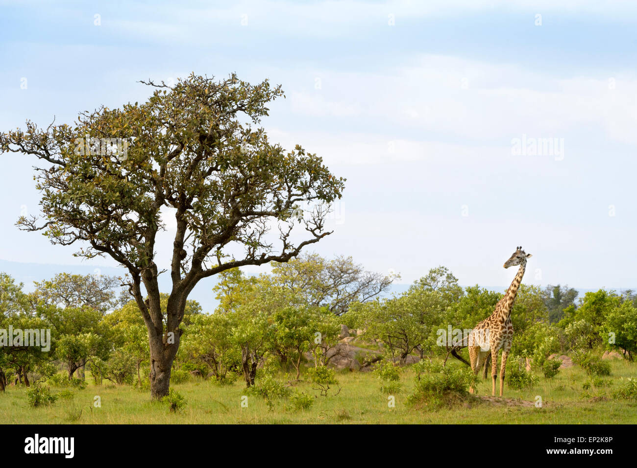 Giraffe (Giraffa camelopardalis) standing next to acacia tree in the ...