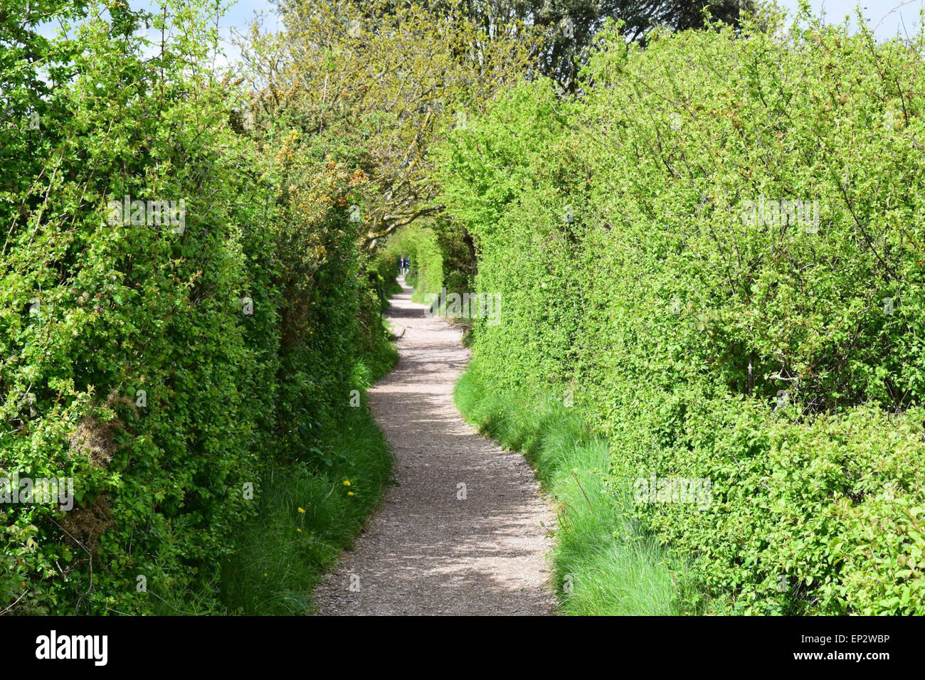 Photo of a path down a green covered way Stock Photo - Alamy