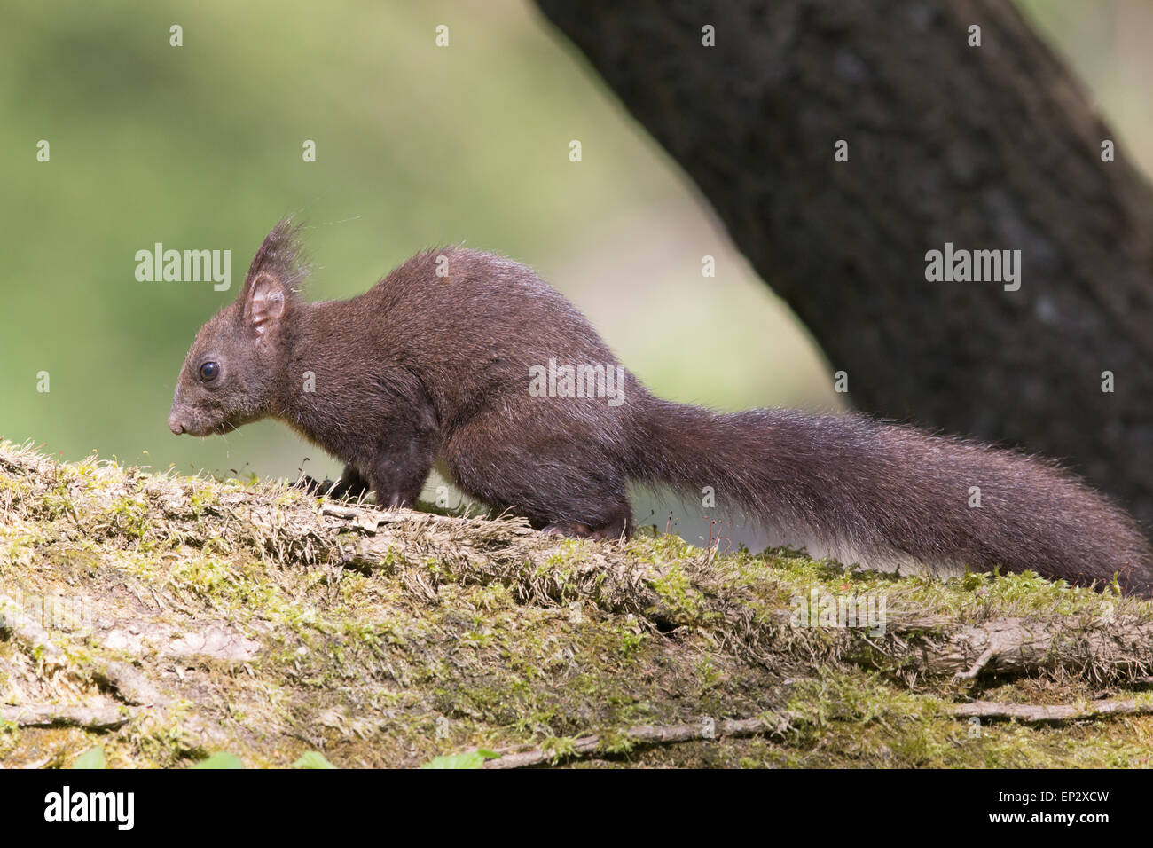 European red squirrel Stock Photo - Alamy