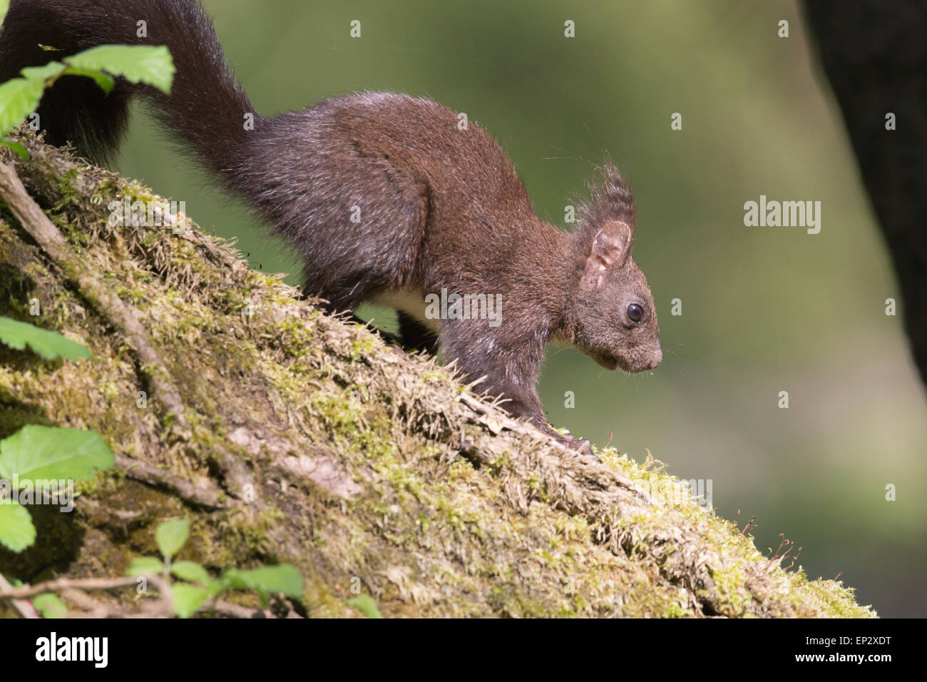 European red squirrel Stock Photo - Alamy