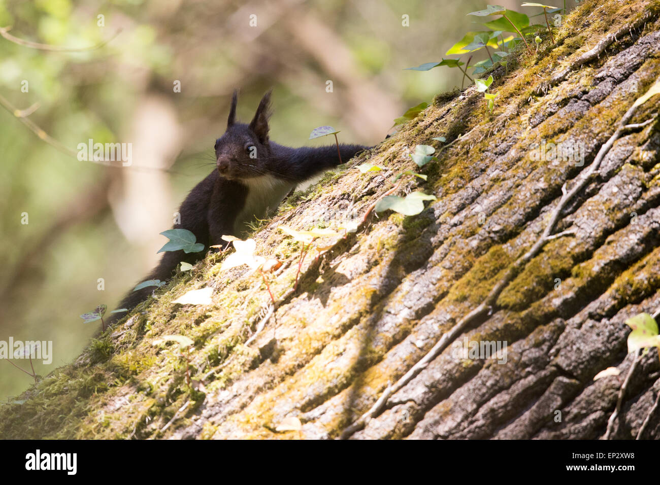 European red squirrel Stock Photo - Alamy
