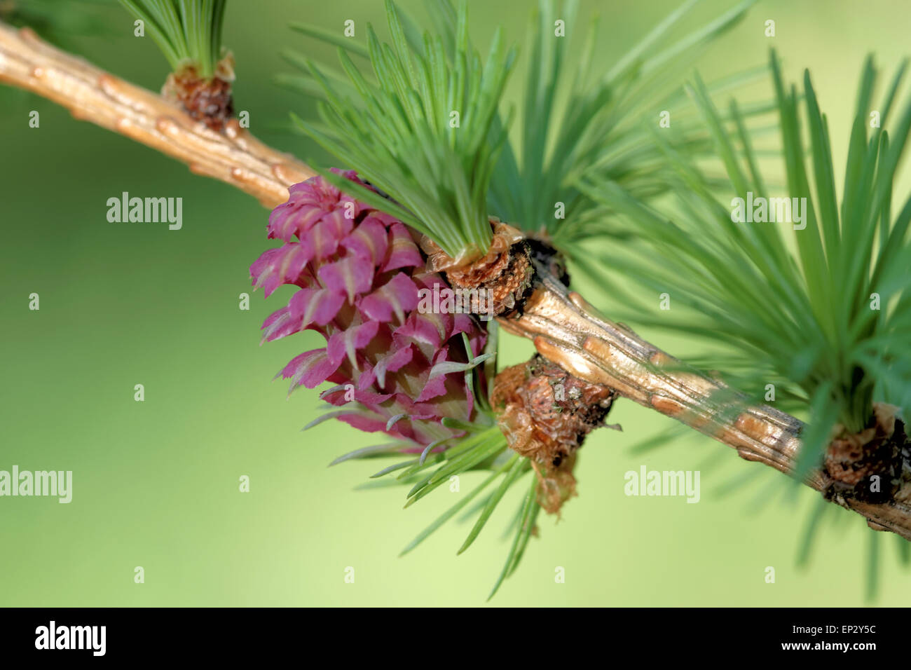 Ovulate cones (strobiles) of larch tree, spring, beginning of May Stock ...