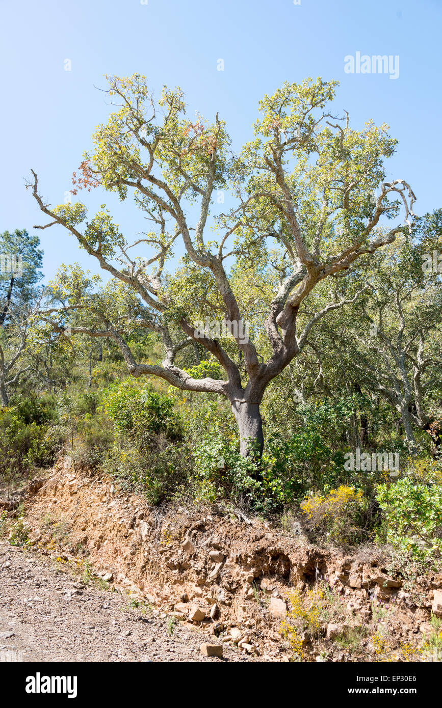 old cork tree in dry part of portugal the algarve Stock Photo - Alamy