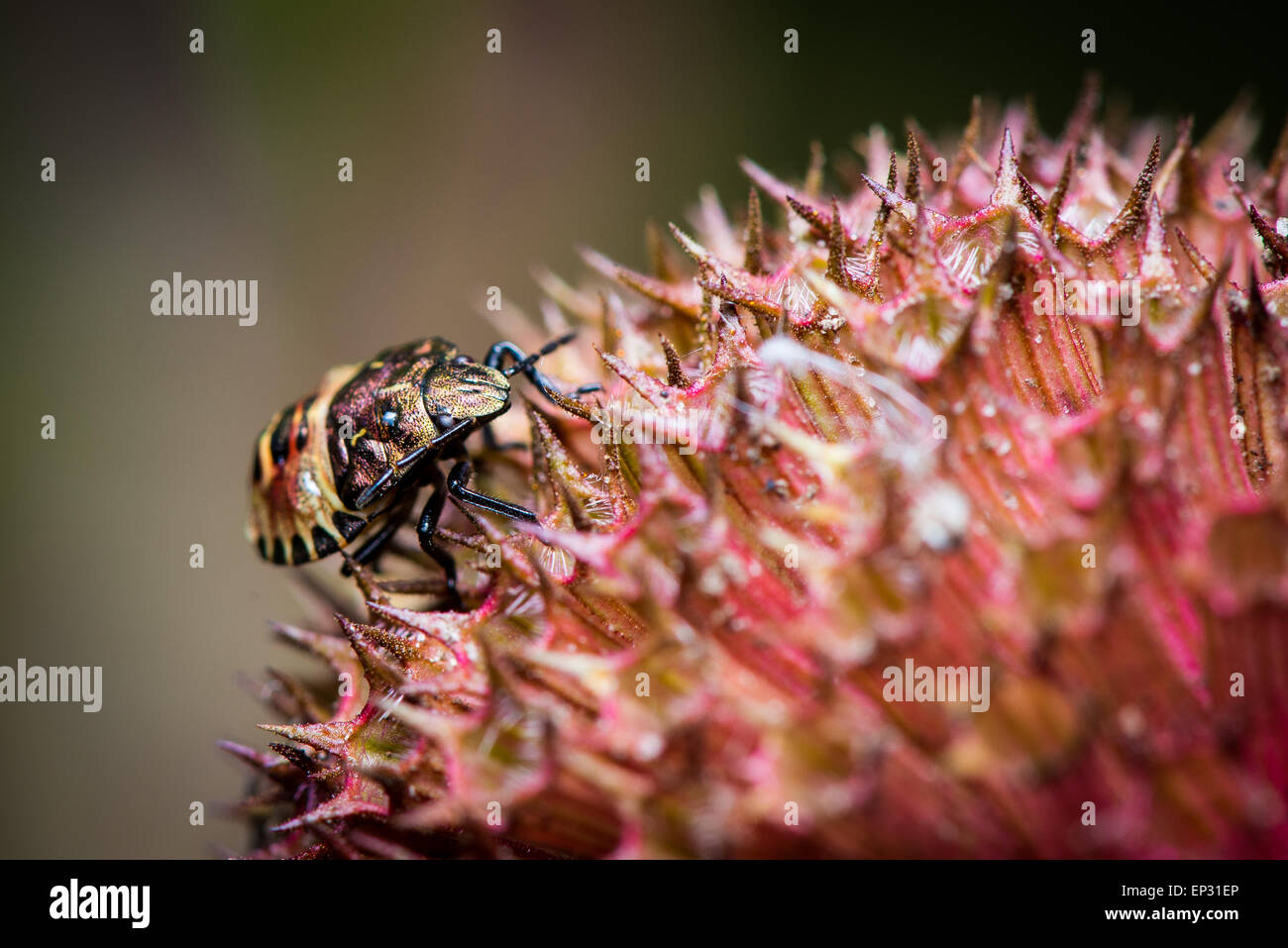 Beetle on a spiky flower Stock Photo - Alamy