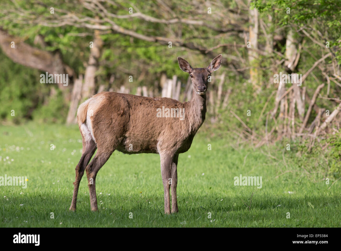 portrait of deer Stock Photo - Alamy