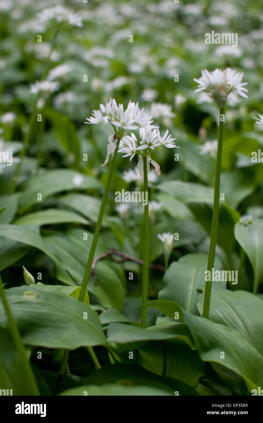 Wild Garlic blossom in woods in Chalford Gloucestershire. The long lush ...