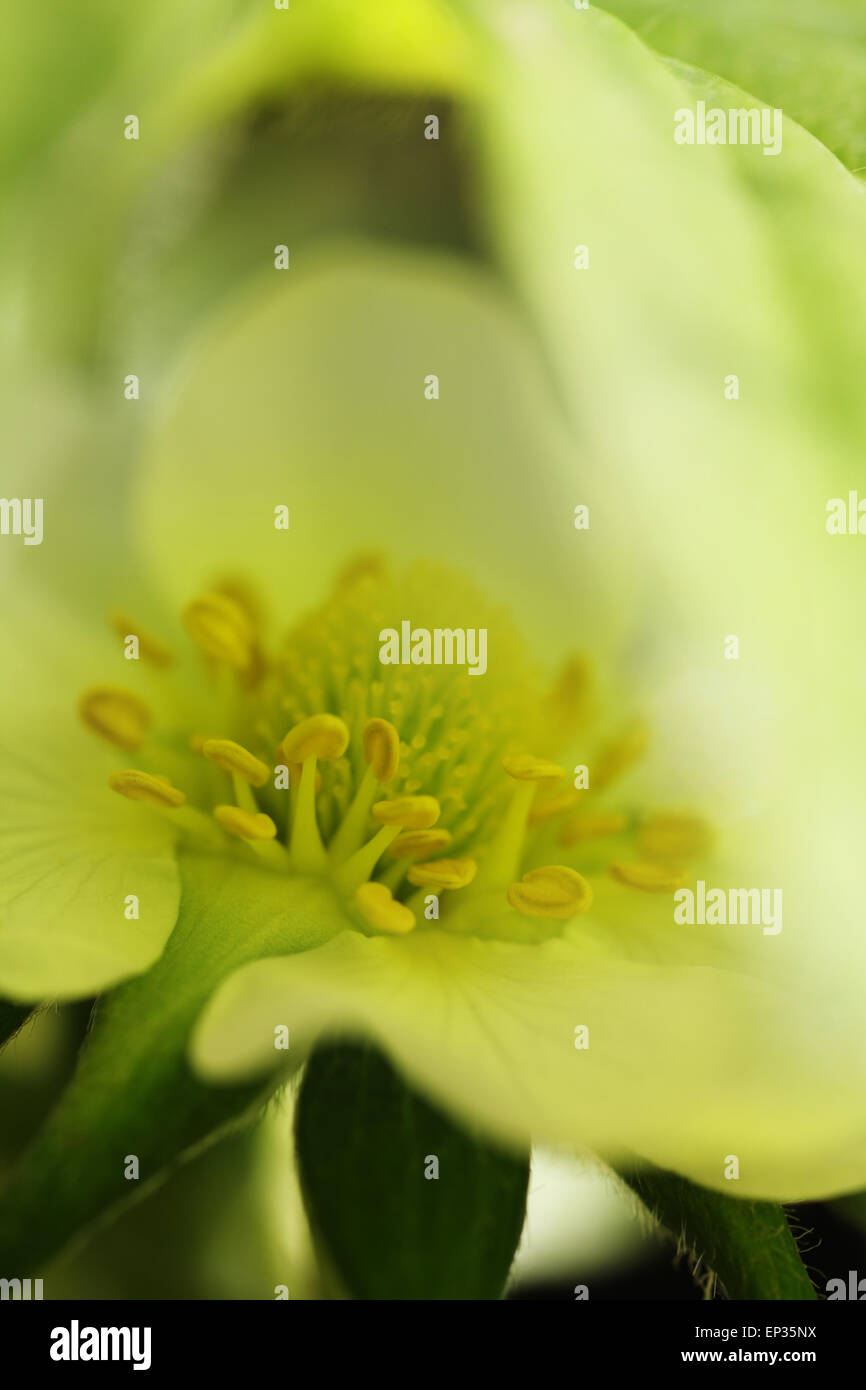 Stamen peeking hi-res stock photography and images - Alamy
