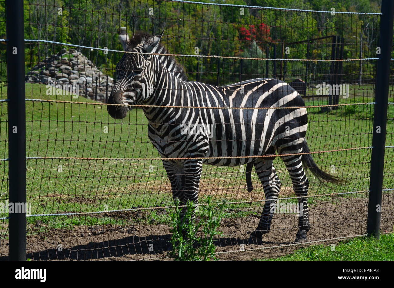 Zebra In Zoo High Resolution Stock Photography and Images - Alamy