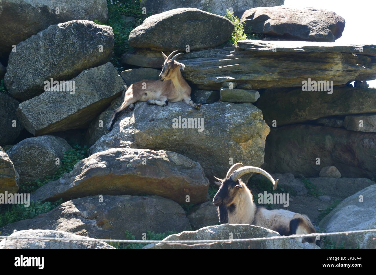 Goats and rams hi-res stock photography and images - Alamy
