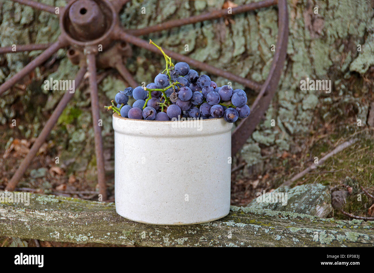 Ripe grapes in crock on rustic wood Stock Photo - Alamy