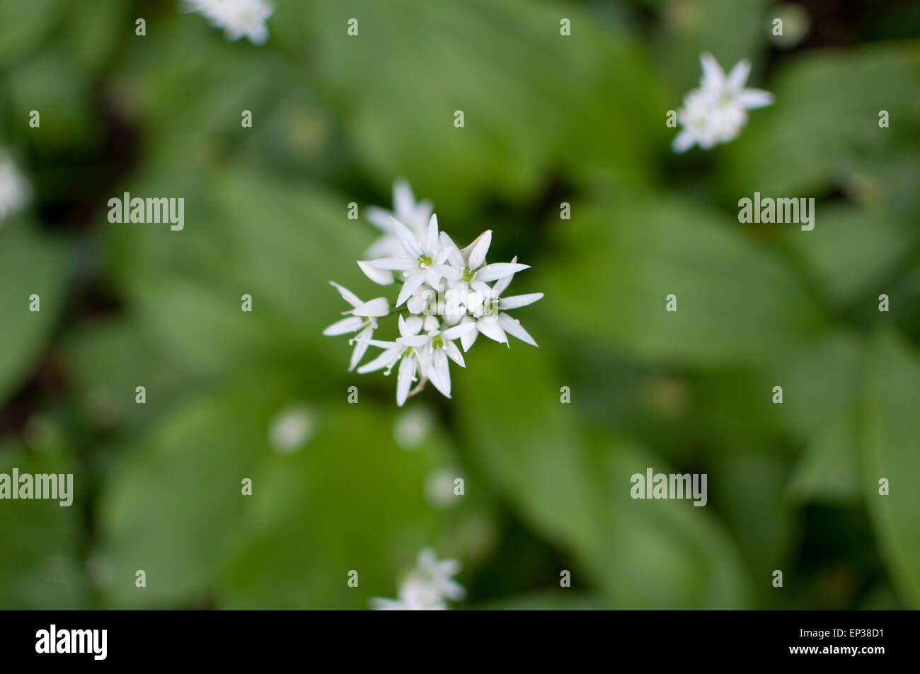 Wild Garlic blossom in woods in Chalford Gloucestershire. The long lush ...