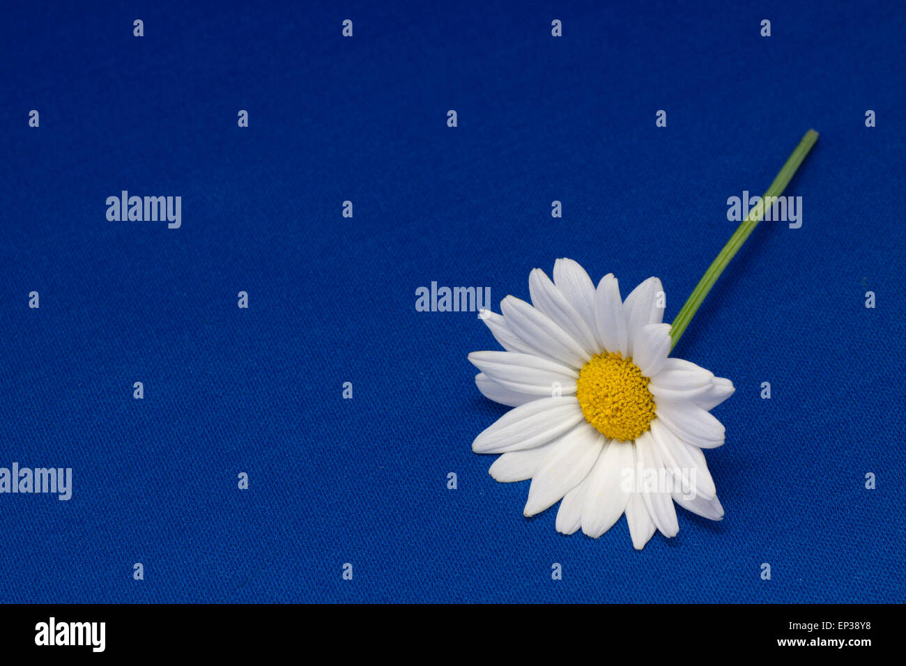 Blue Marguerite Stock Photos & Blue Marguerite Stock Images - Alamy