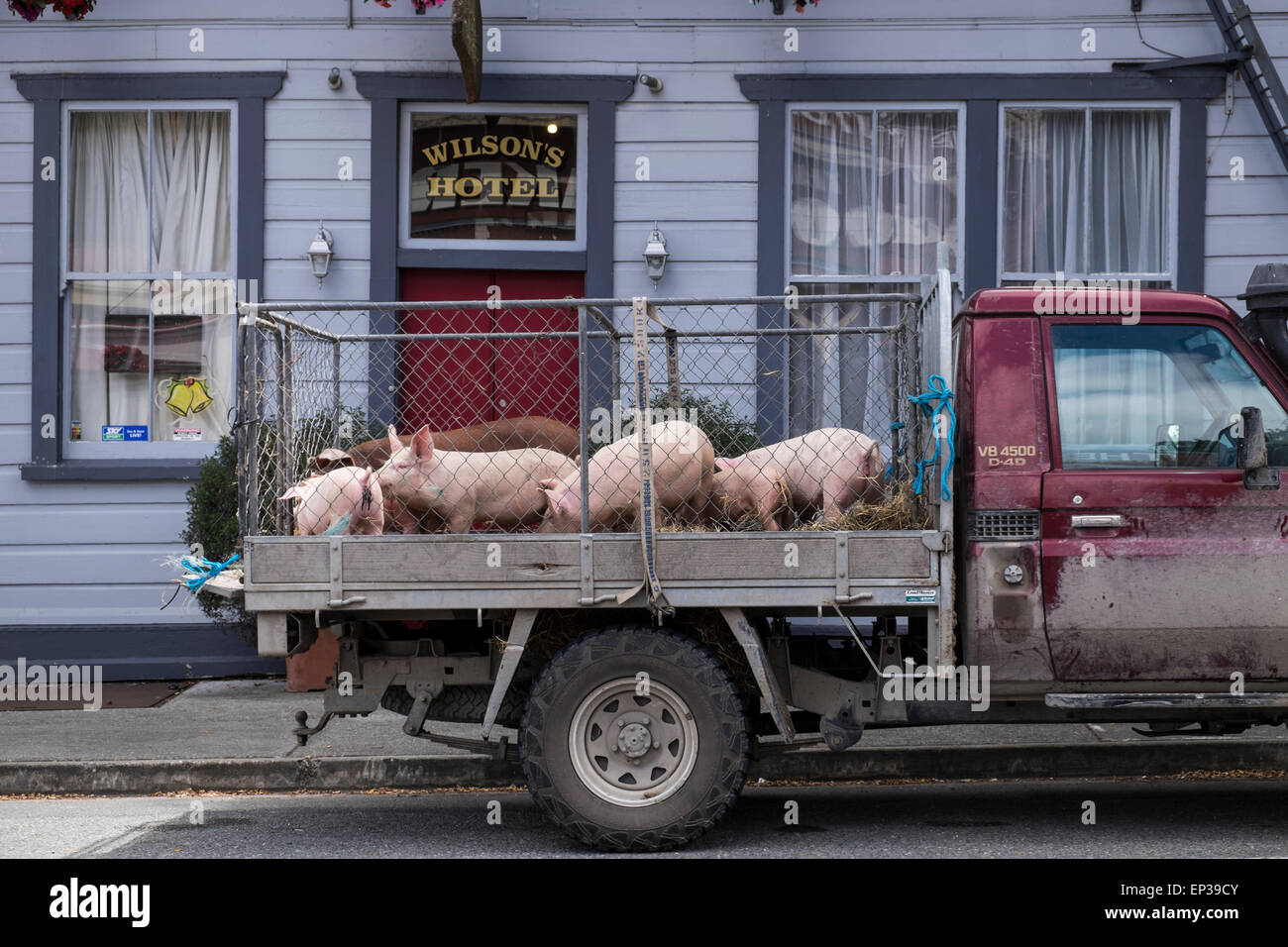 Pigs Transport Stock Photos & Pigs Transport Stock Images - Alamy