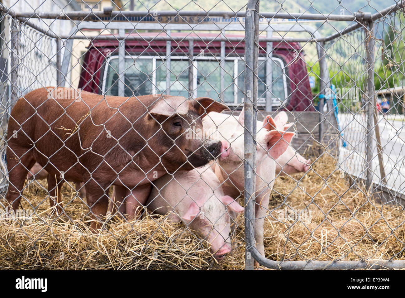 Pigs in a cage hi-res stock photography and images - Alamy