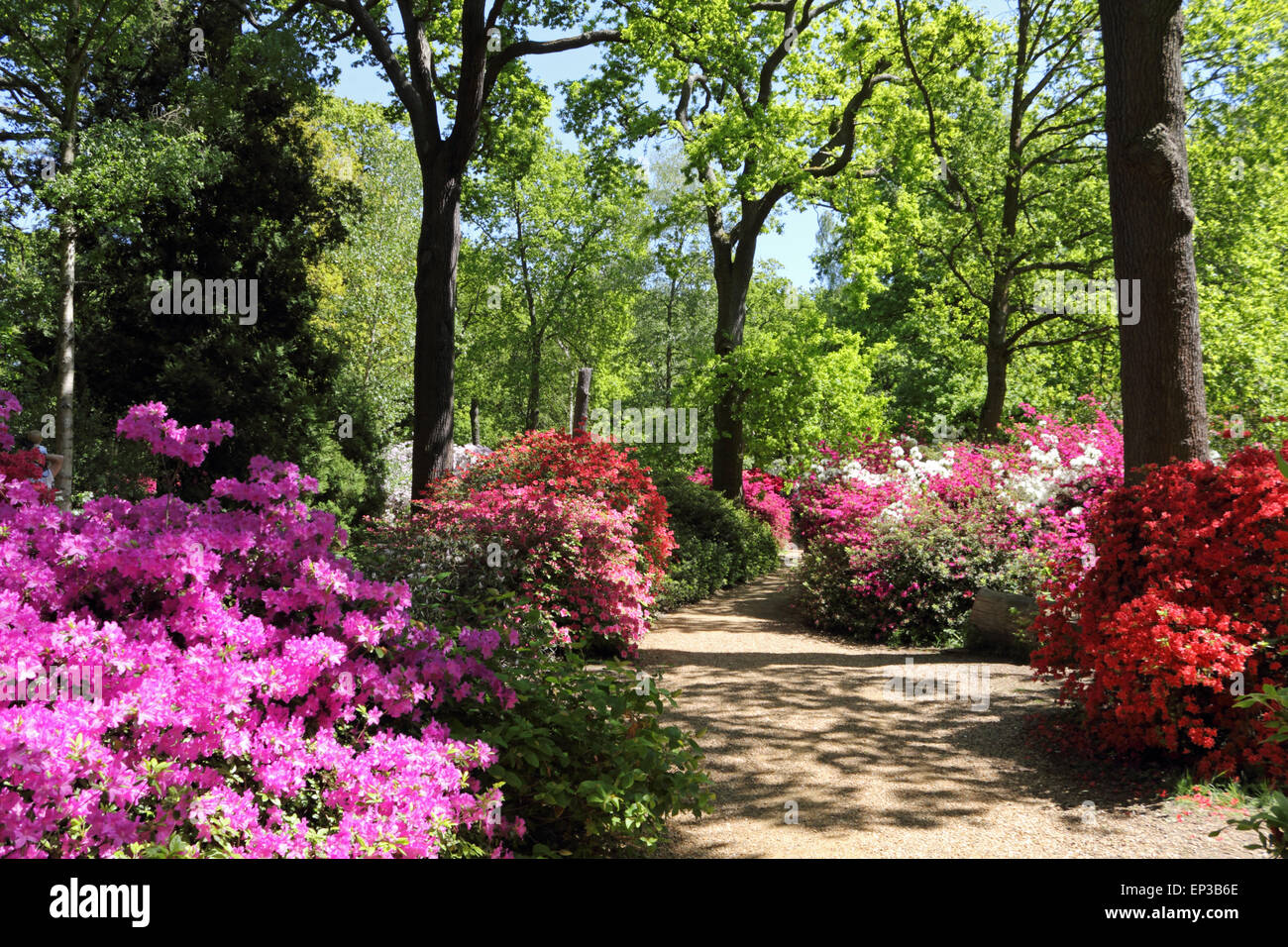 Isabella Plantation, Richmond Park, SW London, England. 13th May 2015 ...