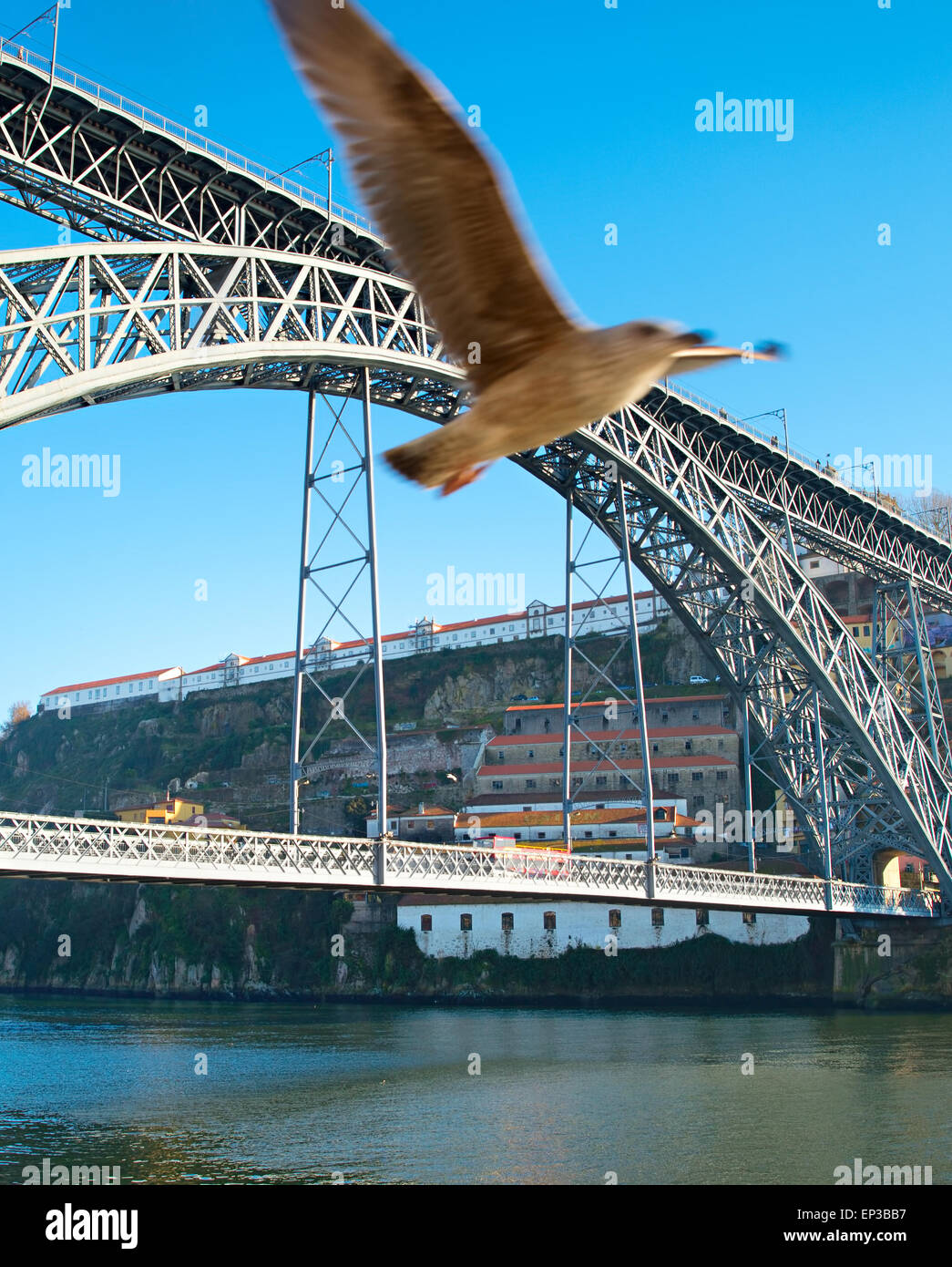 Flying seagull and Dom Luis I Bridge in Porto, Portugal Stock Photo - Alamy