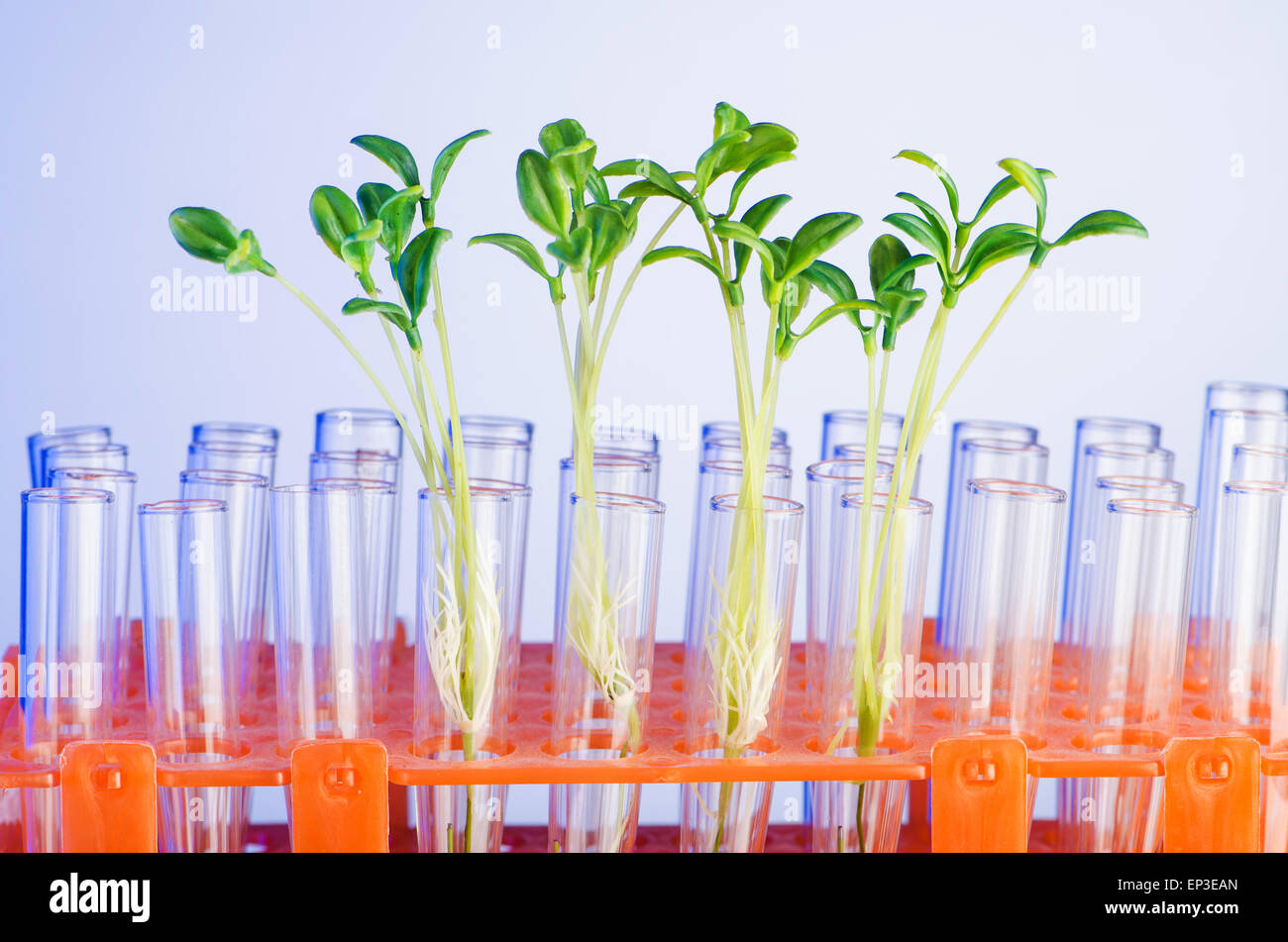 Lab experiment with green seedlings Stock Photo - Alamy