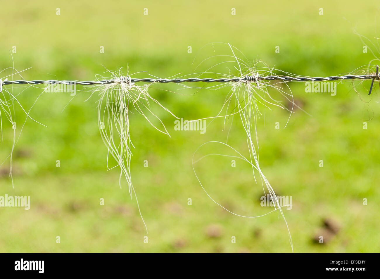 A deterrent sharp barbed wire fence on paddock field with trapped ...