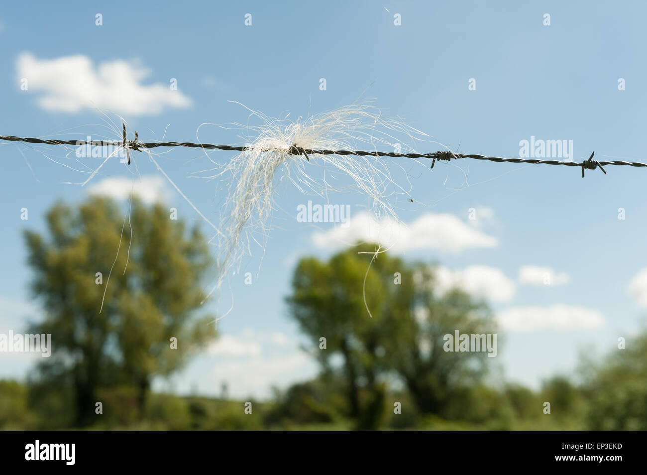 A deterrent sharp barbed wire fence on paddock field with trapped ...