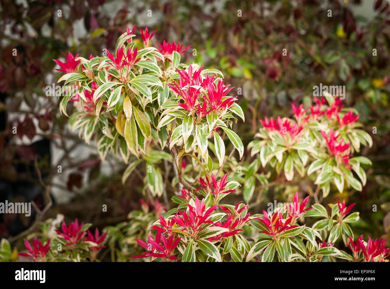 Flaming silver hi-res stock photography and images - Alamy