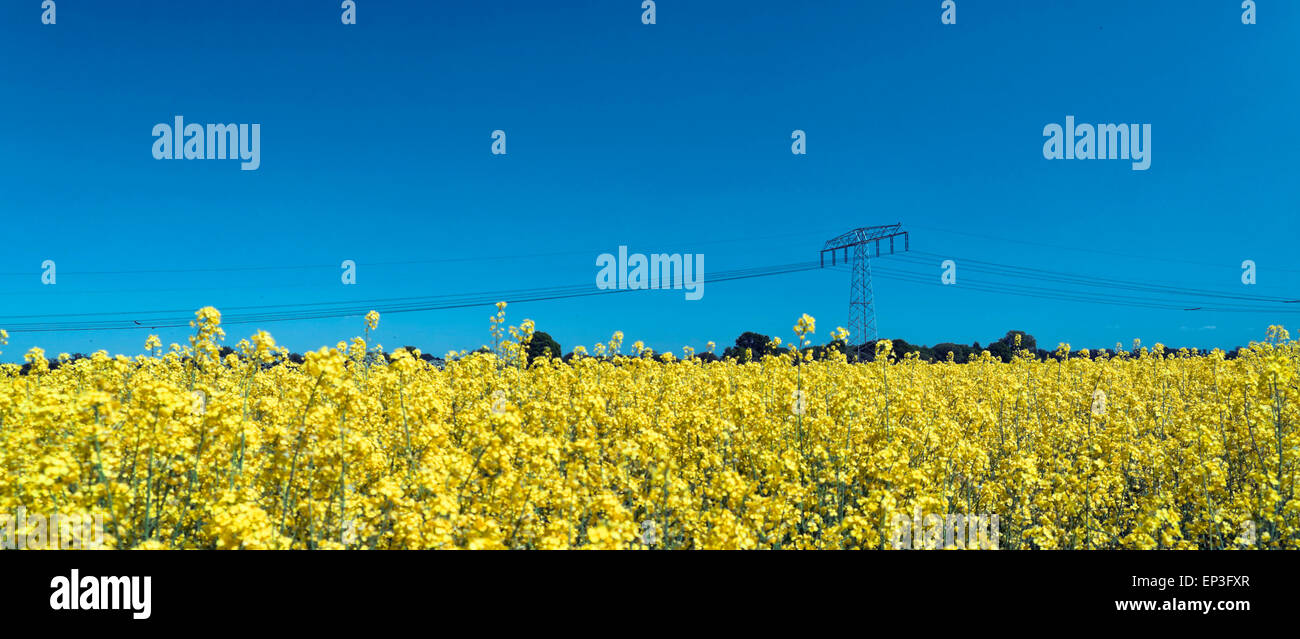 Raps hi-res stock photography and images - Alamy