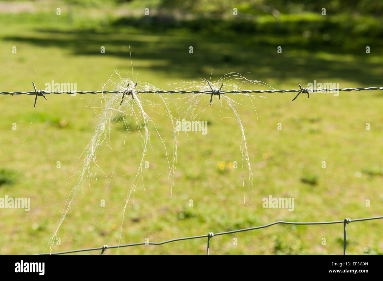 A deterrent sharp barbed wire fence on paddock field with trapped ...