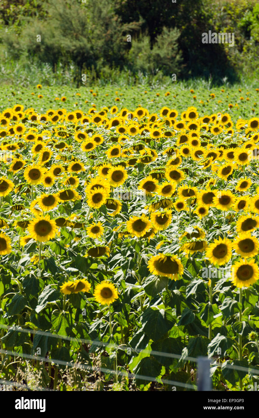 Sunflower field on bright summer day Stock Photo - Alamy