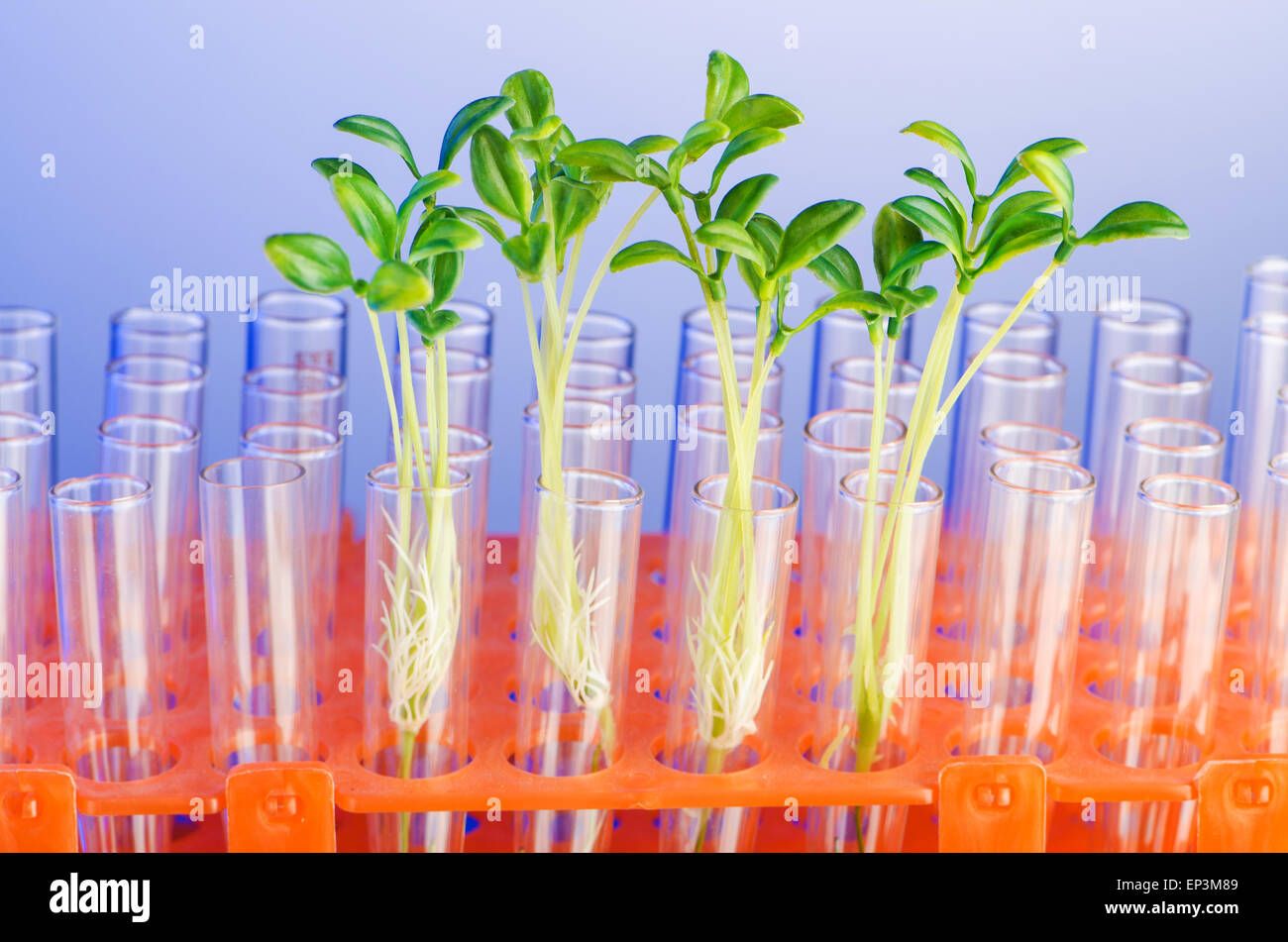 Lab experiment with green seedlings Stock Photo - Alamy