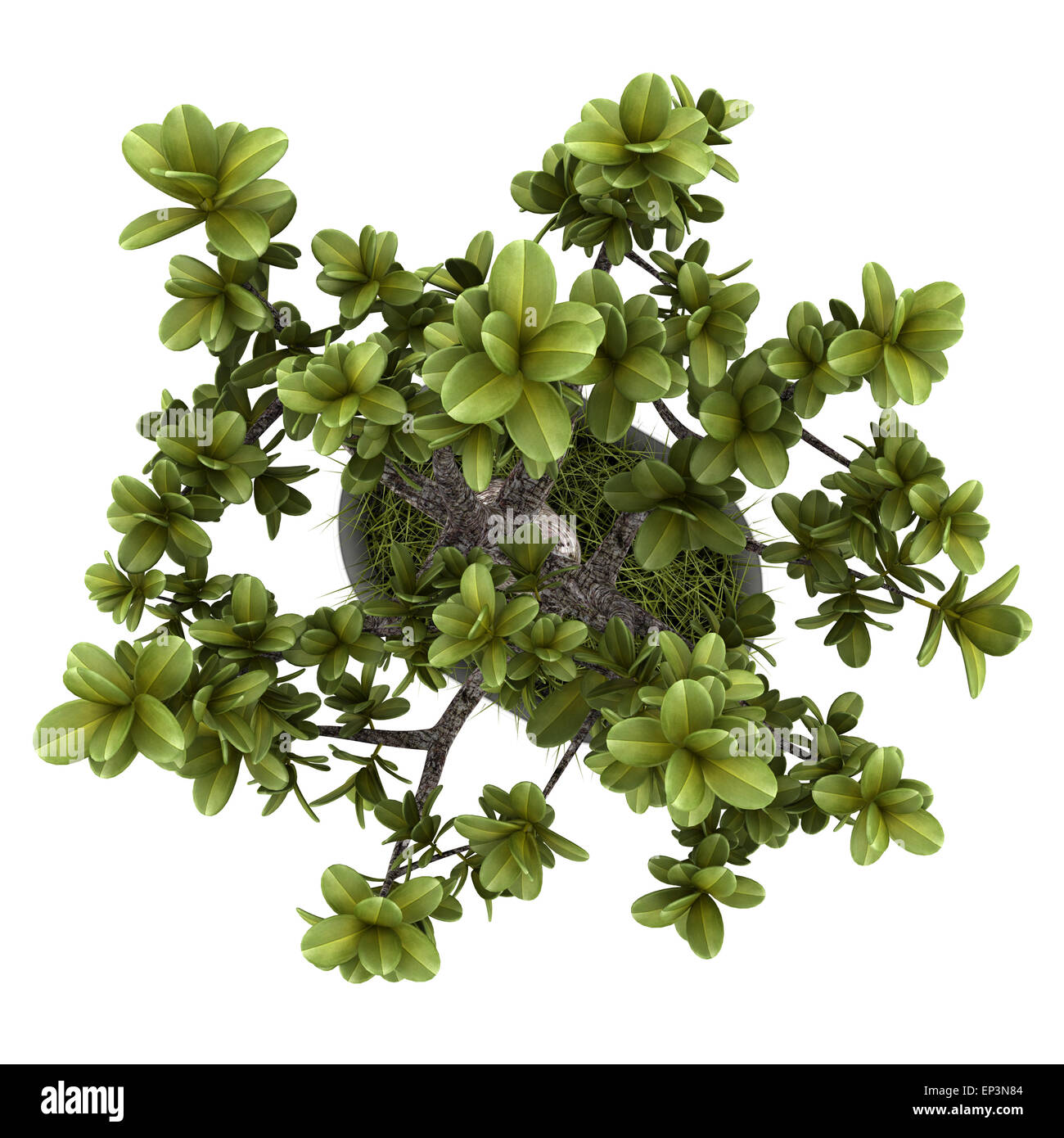 top view of bonsai plant in pot isolated on white Stock Photo - Alamy