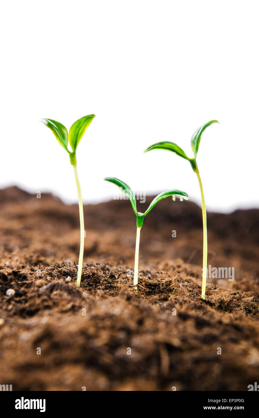 Green seedlings in new life concept Stock Photo - Alamy