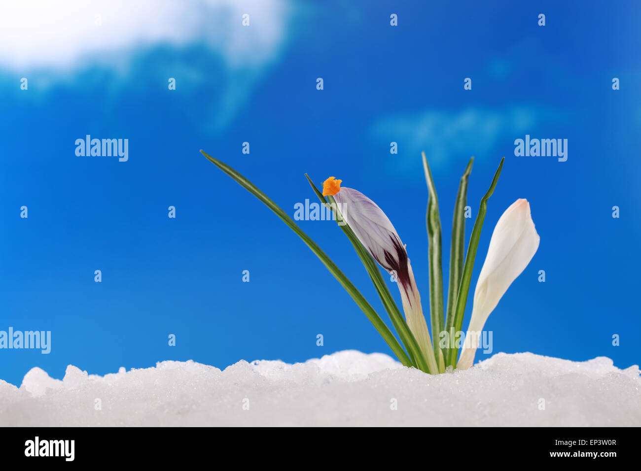 Frühling Winter: Krokus im Schnee Stock Photo - Alamy