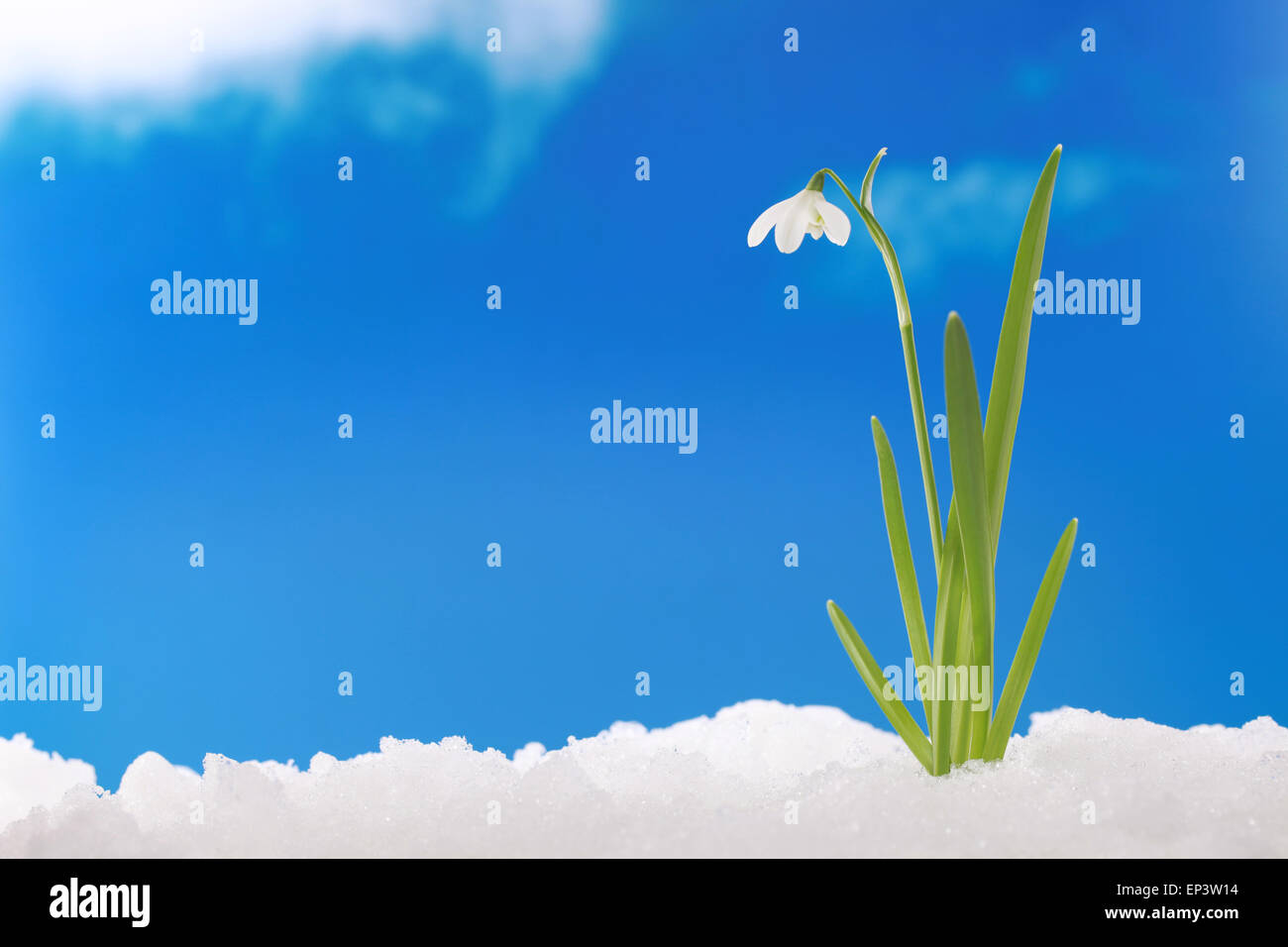 Schneeglockchen im schnee hi-res stock photography and images - Alamy