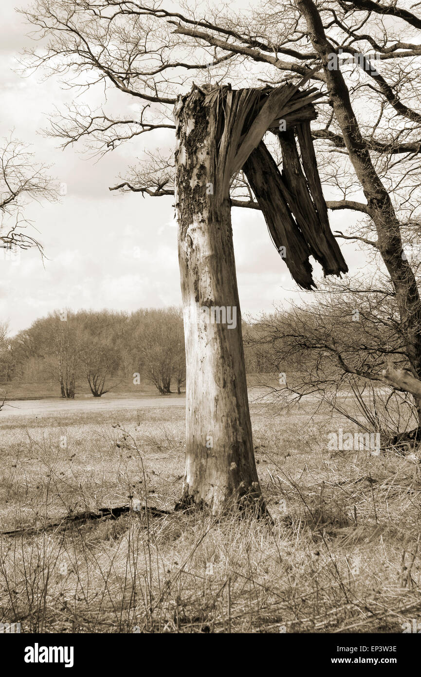 Tree trunk column hi-res stock photography and images - Alamy