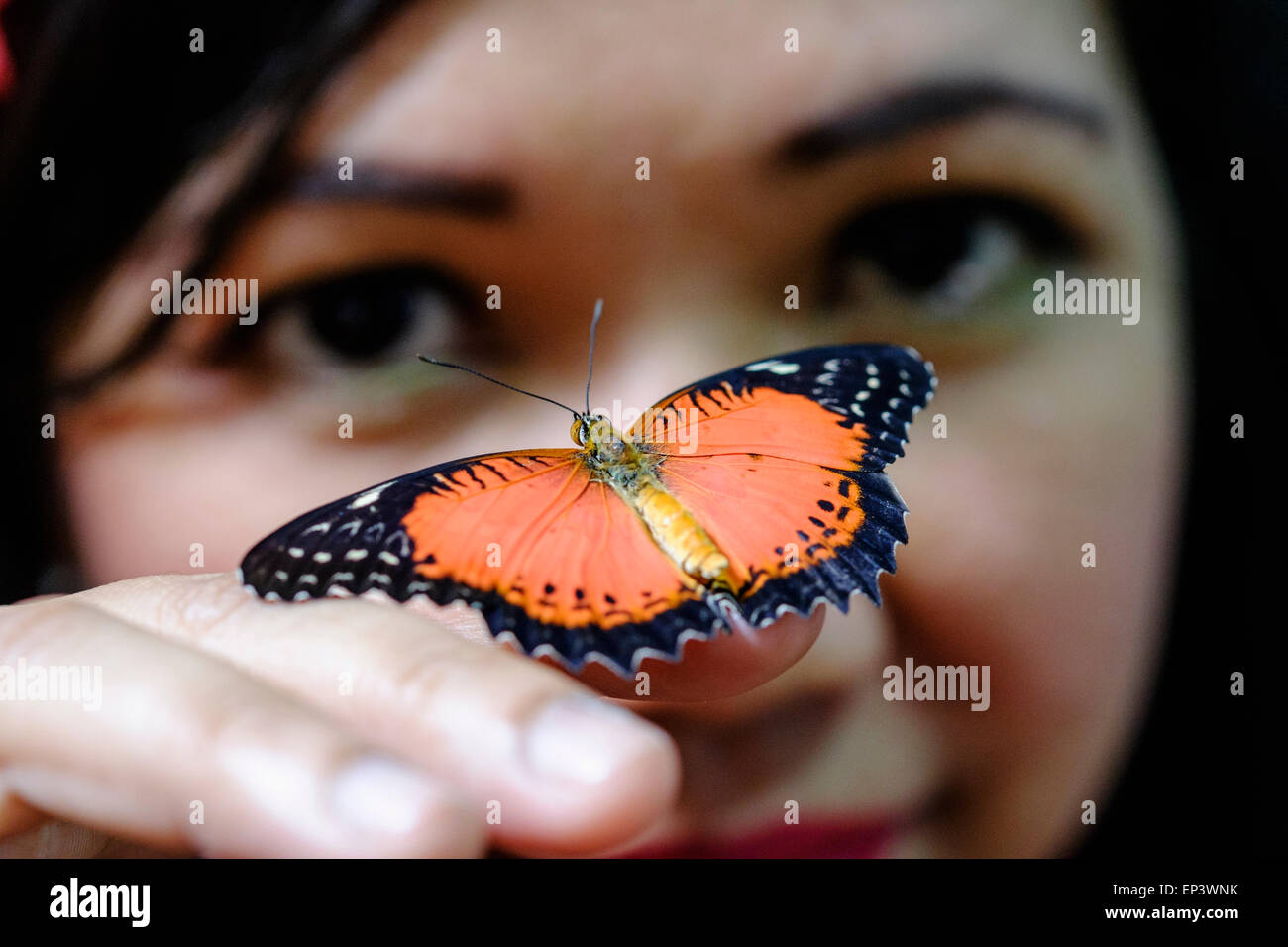 Butterfly garden dubai hi-res stock photography and images - Alamy