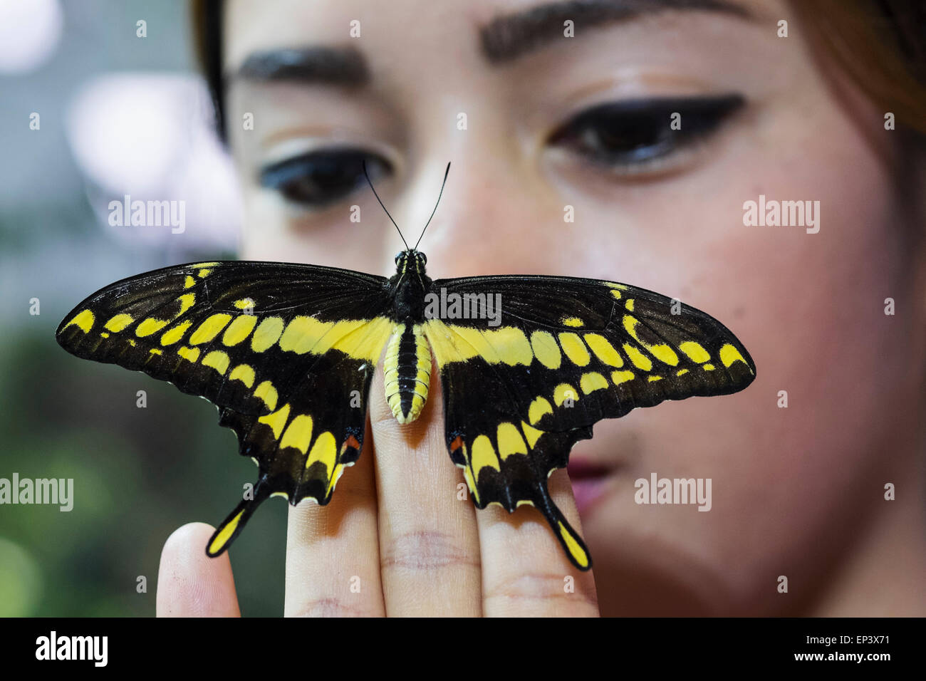Butterfly on visitor's hand at new Dubai Butterfly Garden in United ...
