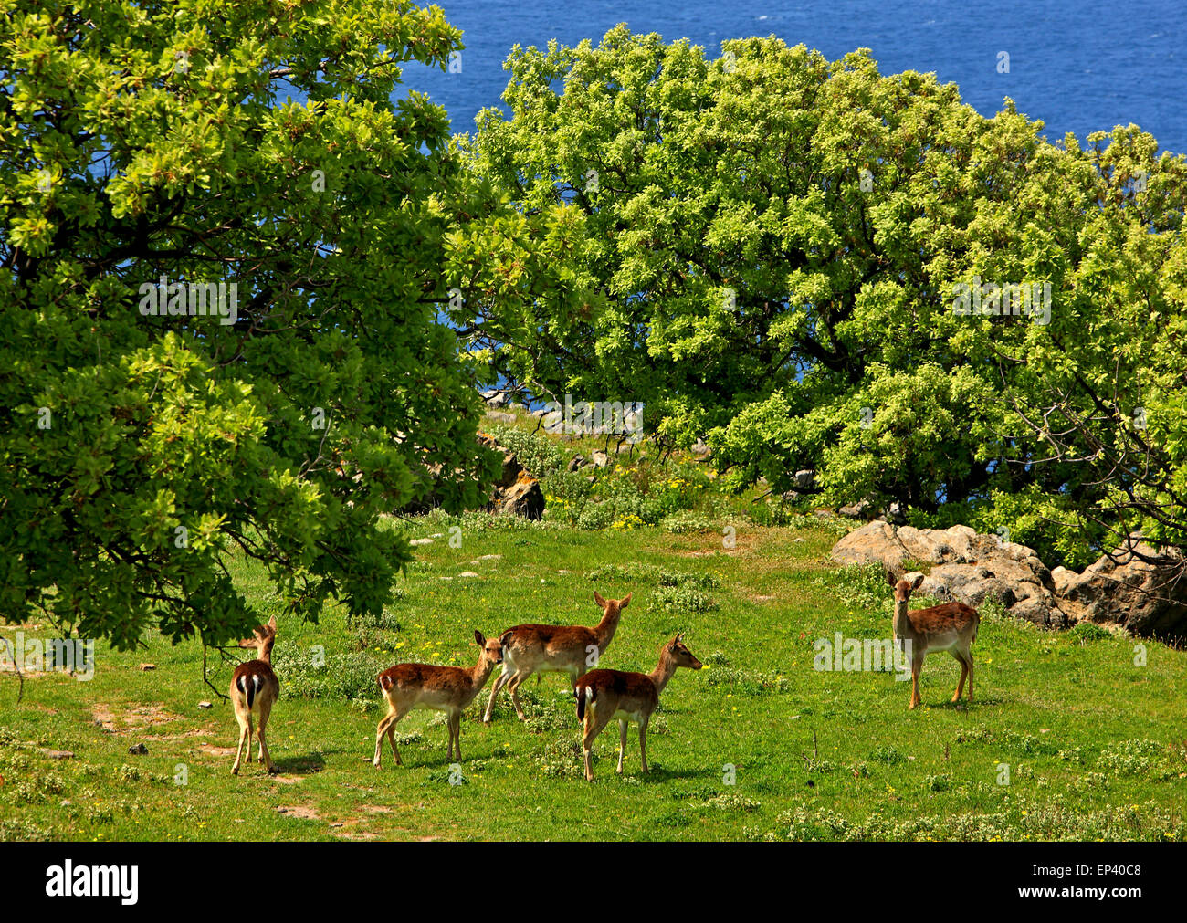Deer in the castle of Myrina town, Lemnos (Limnos) island, North Aegean ...