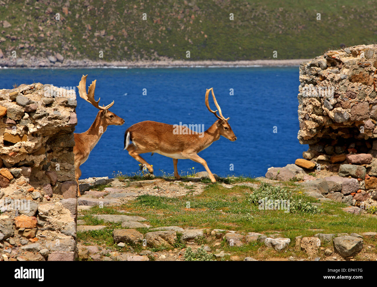 Deer in the castle of Myrina town, Lemnos (Limnos) island, North Aegean ...
