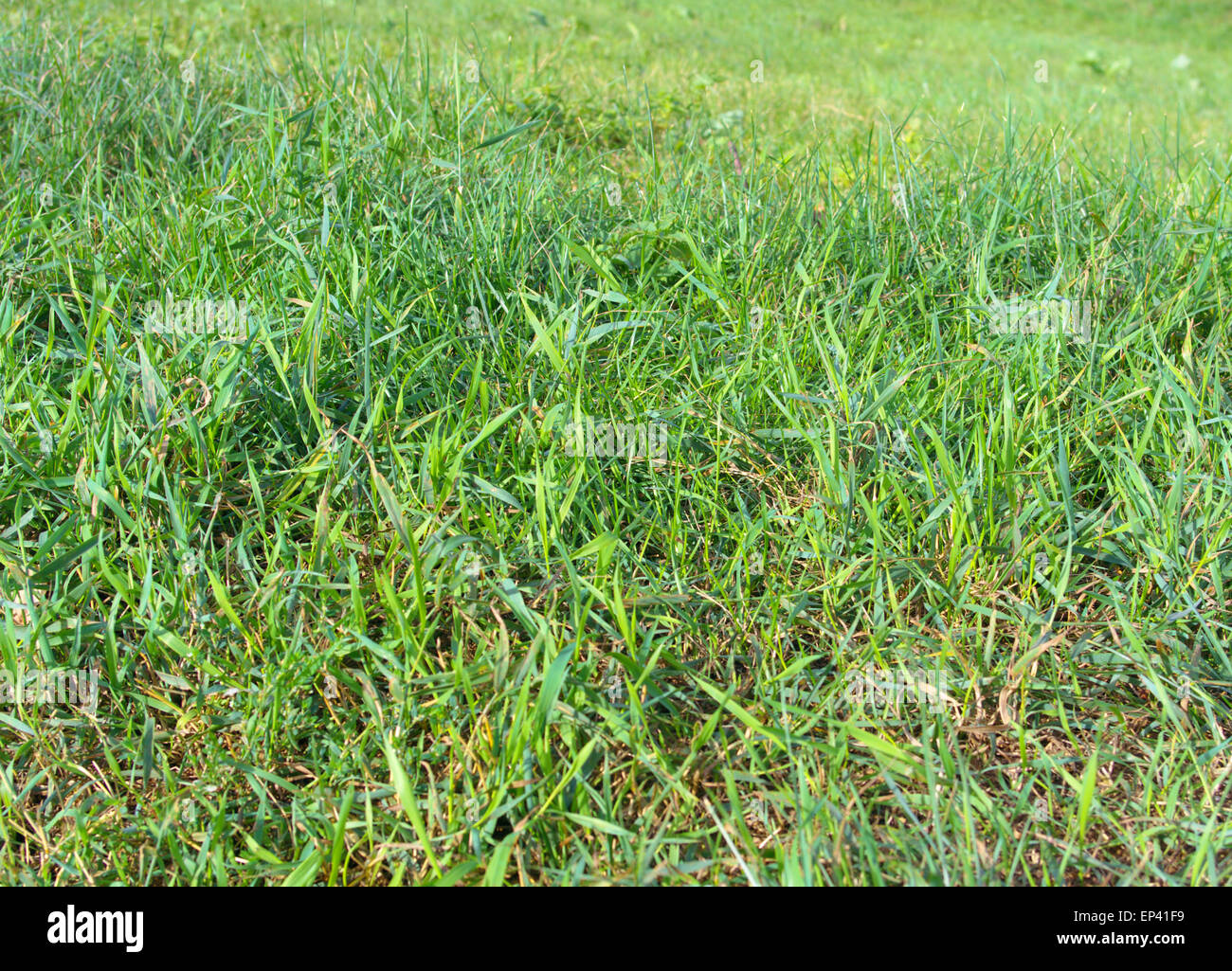 Diamond grass hi-res stock photography and images - Alamy