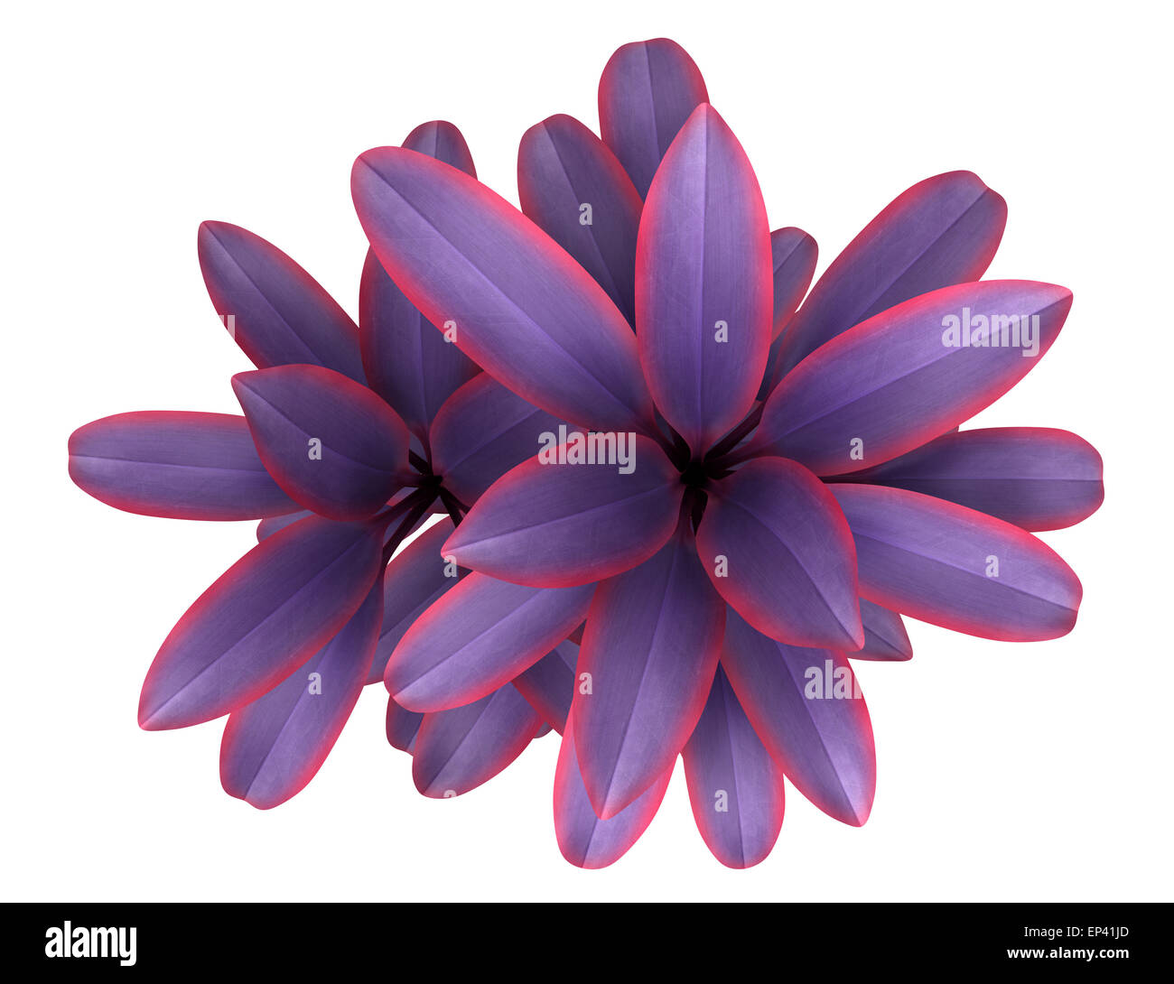 Plant top view hi-res stock photography and images - Alamy