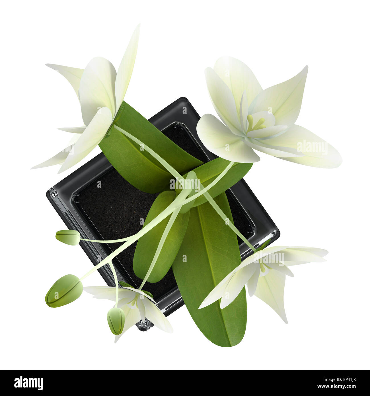 top view of orchid flower in pot isolated on white Stock Photo - Alamy
