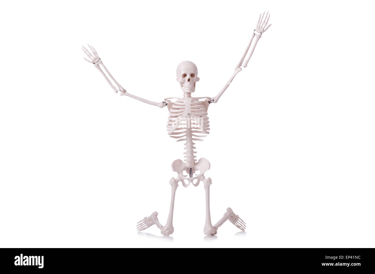 Skeleton isolated on the white Stock Photo - Alamy