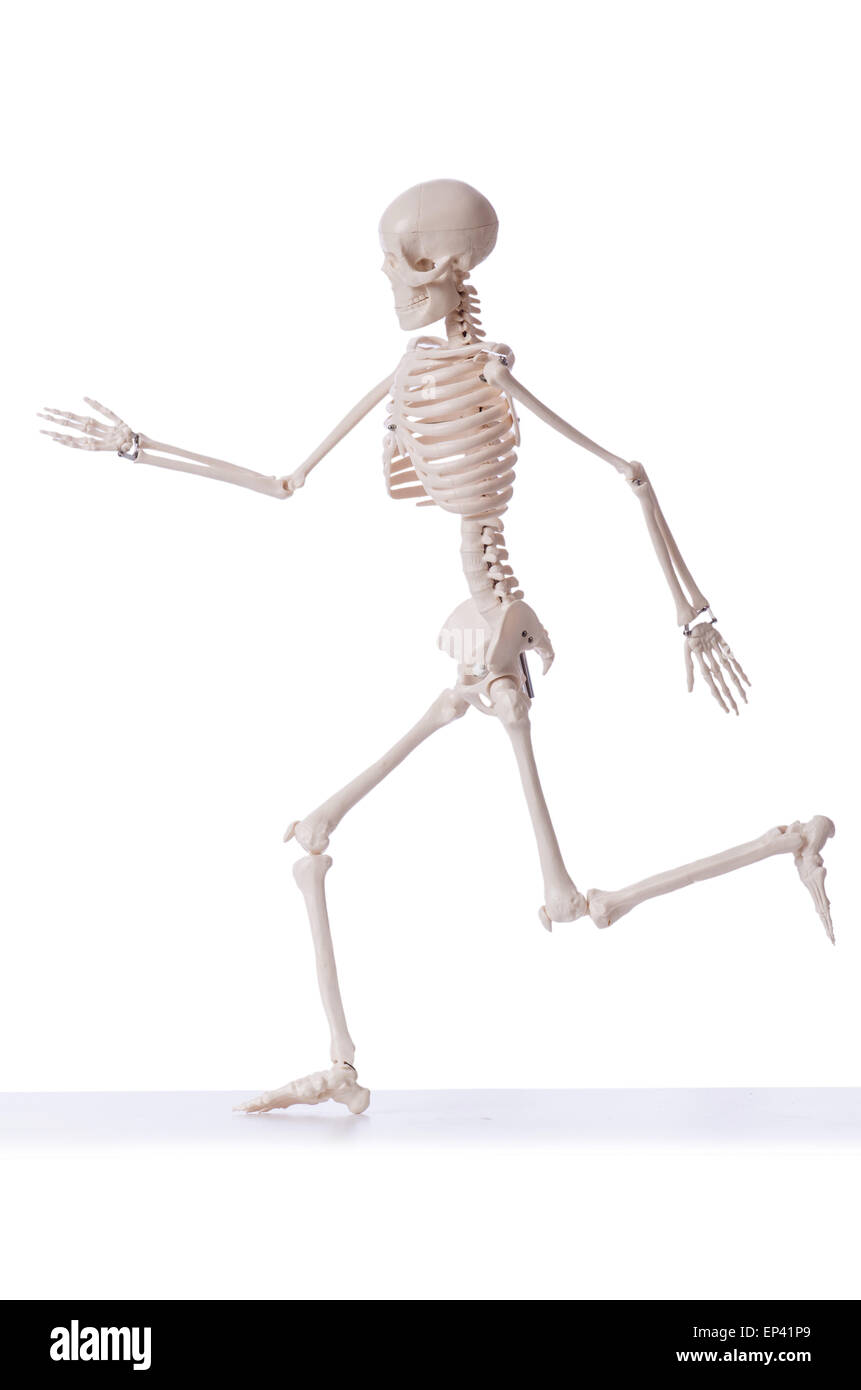 Skeleton isolated on the white background Stock Photo - Alamy