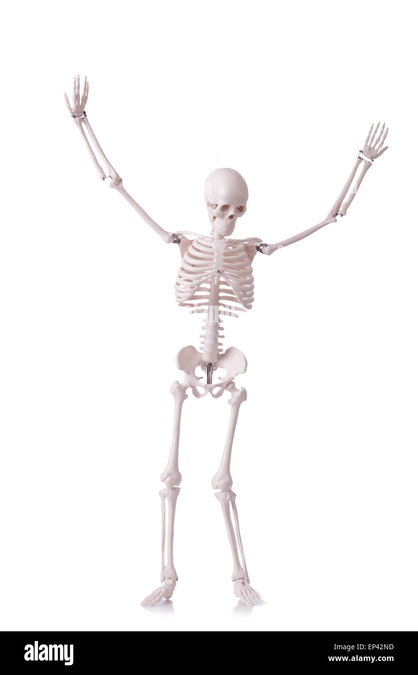 Skeleton isolated on the white Stock Photo - Alamy