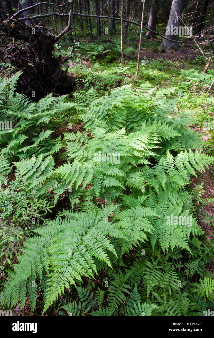 Alpine buckler fern (Dryopteris expansa Stock Photo - Alamy