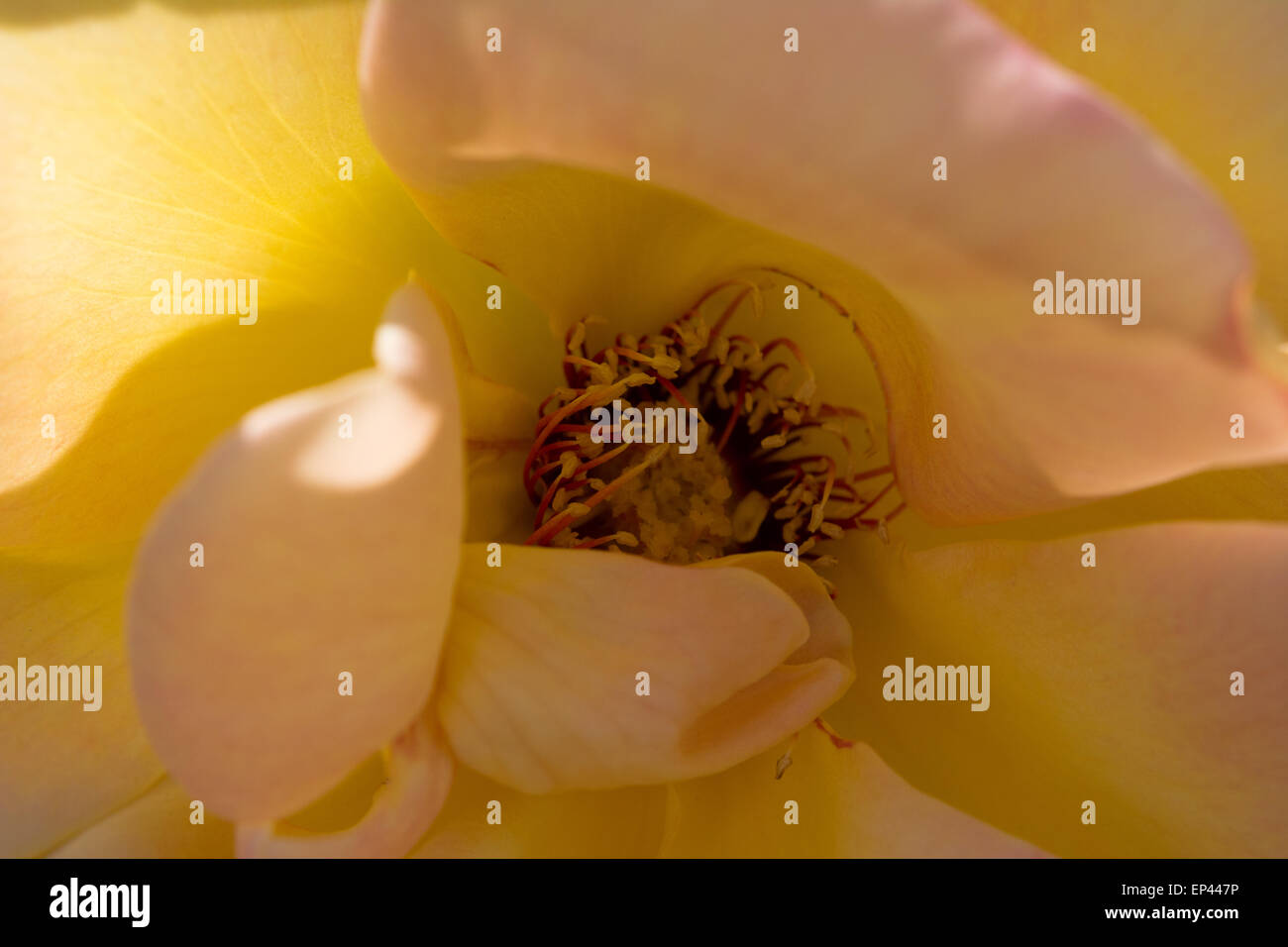 Macro rose shot hi-res stock photography and images - Alamy