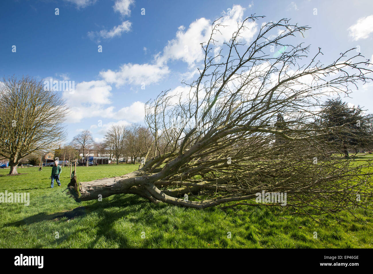 Tree on the ground in a park in Cambridge after being blown over in ...